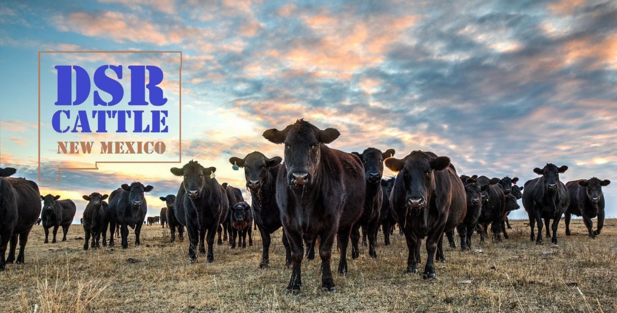 DSR Cattle | Our Cattle